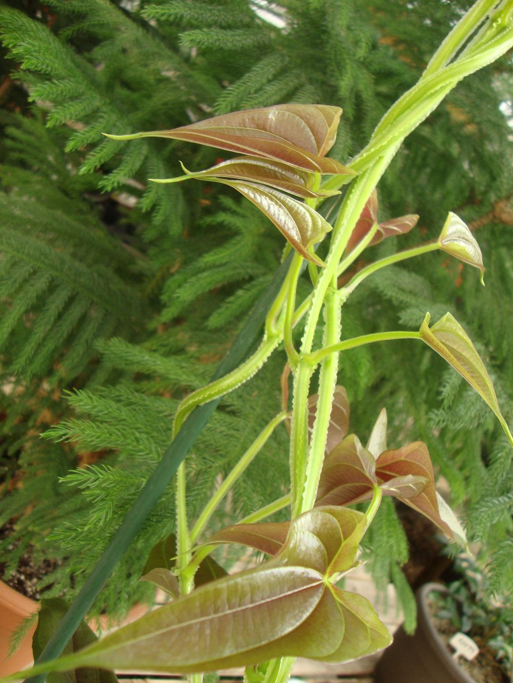 Photo of the leaves of Chinese Wild Yam (Dioscorea oppositifolia ...