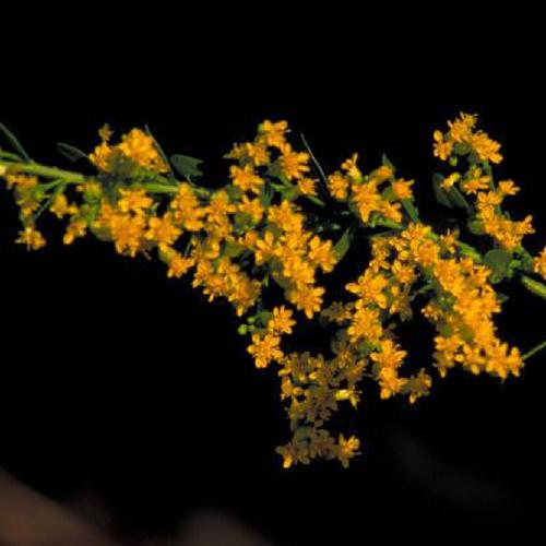 Short's Goldenrod (Solidago shortii) in the Goldenrods Database ...