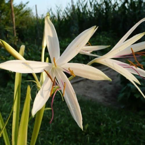 Crinum (Crinum amoenum) in the Crinums Database - Garden.org