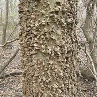 Photo of the stem, scape, stalk or bark of Sugarberry (Celtis laevigata ...
