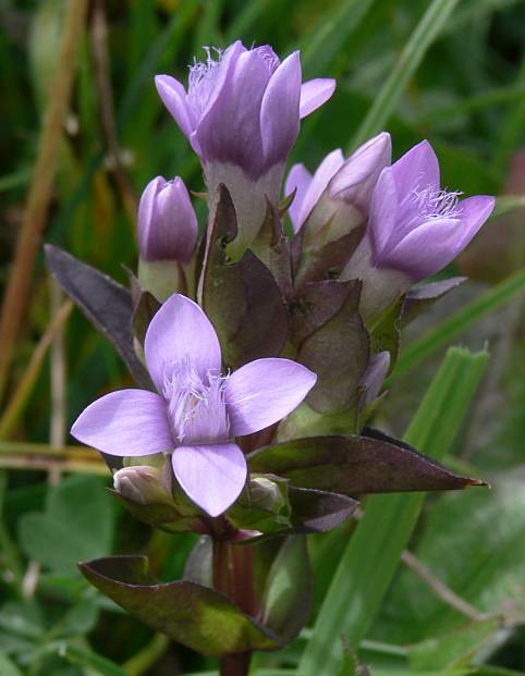 Field Gentian (Gentianella campestris) - Garden.org