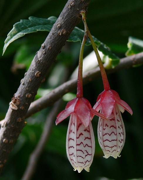 Agapetes incurvata - Garden.org