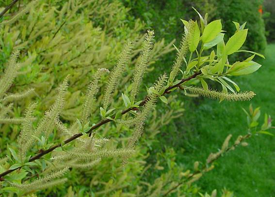 Almond-Leaved Willow (Salix triandra) - Garden.org