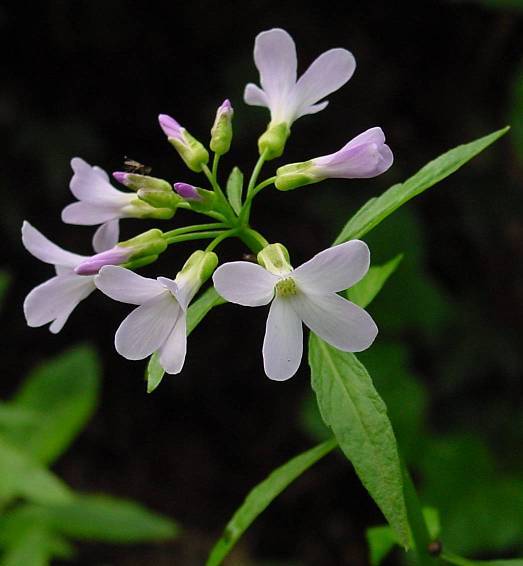 Coralroot Bittercress (Cardamine bulbifera) - Garden.org
