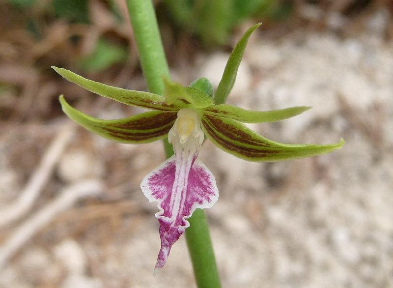 Orchid (Calanthe arcuata) - Garden.org