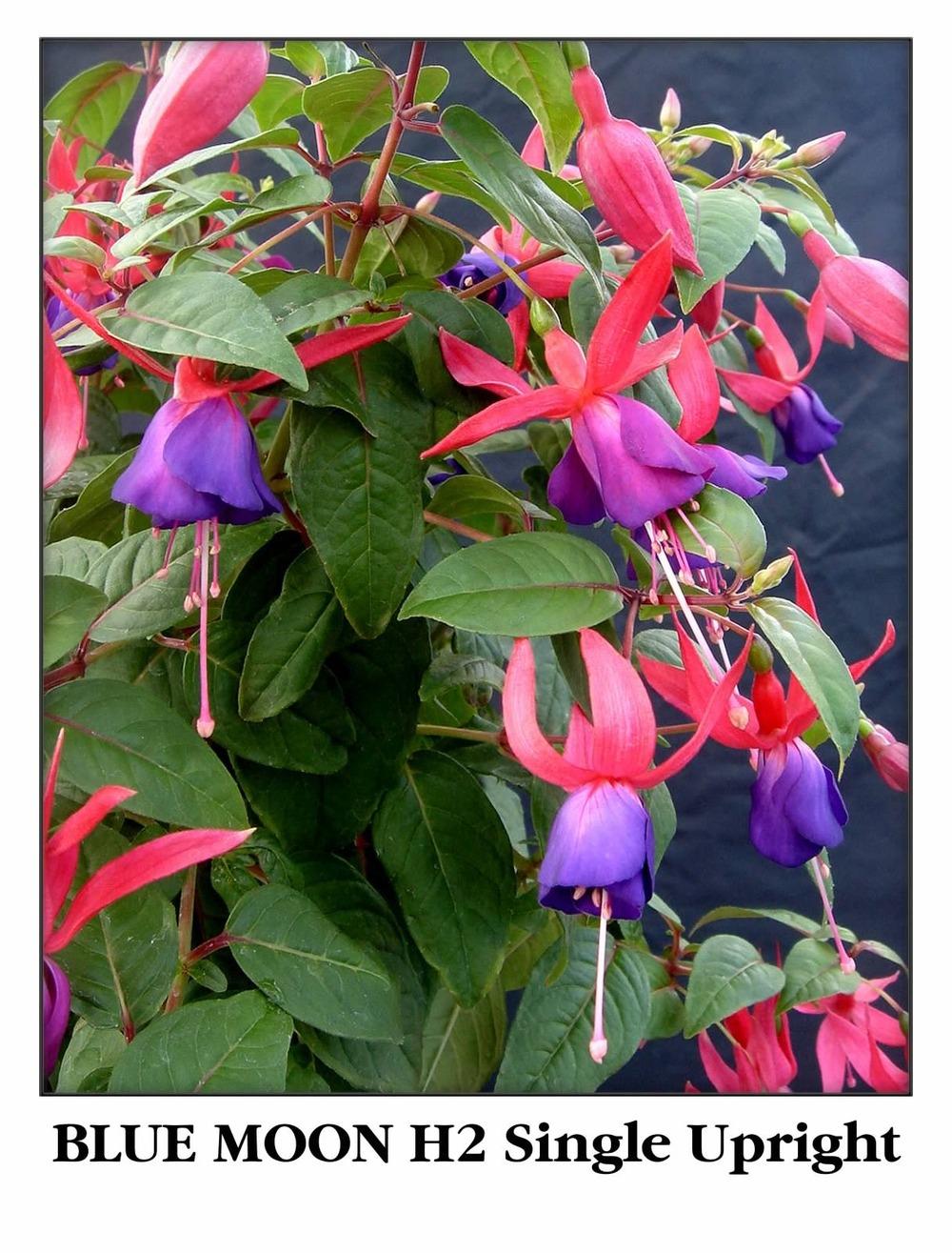 Fuchsia 'Blue Moon' in the Fuchsias Database - Garden.org