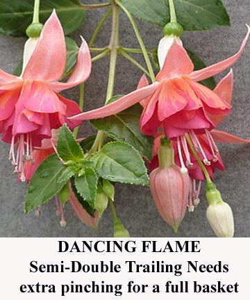 Fuchsia 'Dancing Flame' in the Fuchsias Database - Garden.org