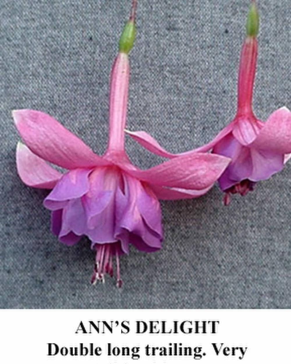 Fuchsia 'Ann's Delight' in the Fuchsias Database - Garden.org