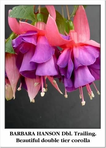 Fuchsia 'Barbara Hansen' in the Fuchsias Database - Garden.org