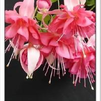 Photo of the bloom of Fuchsia 'Applause' posted by Calif_Sue - Garden.org