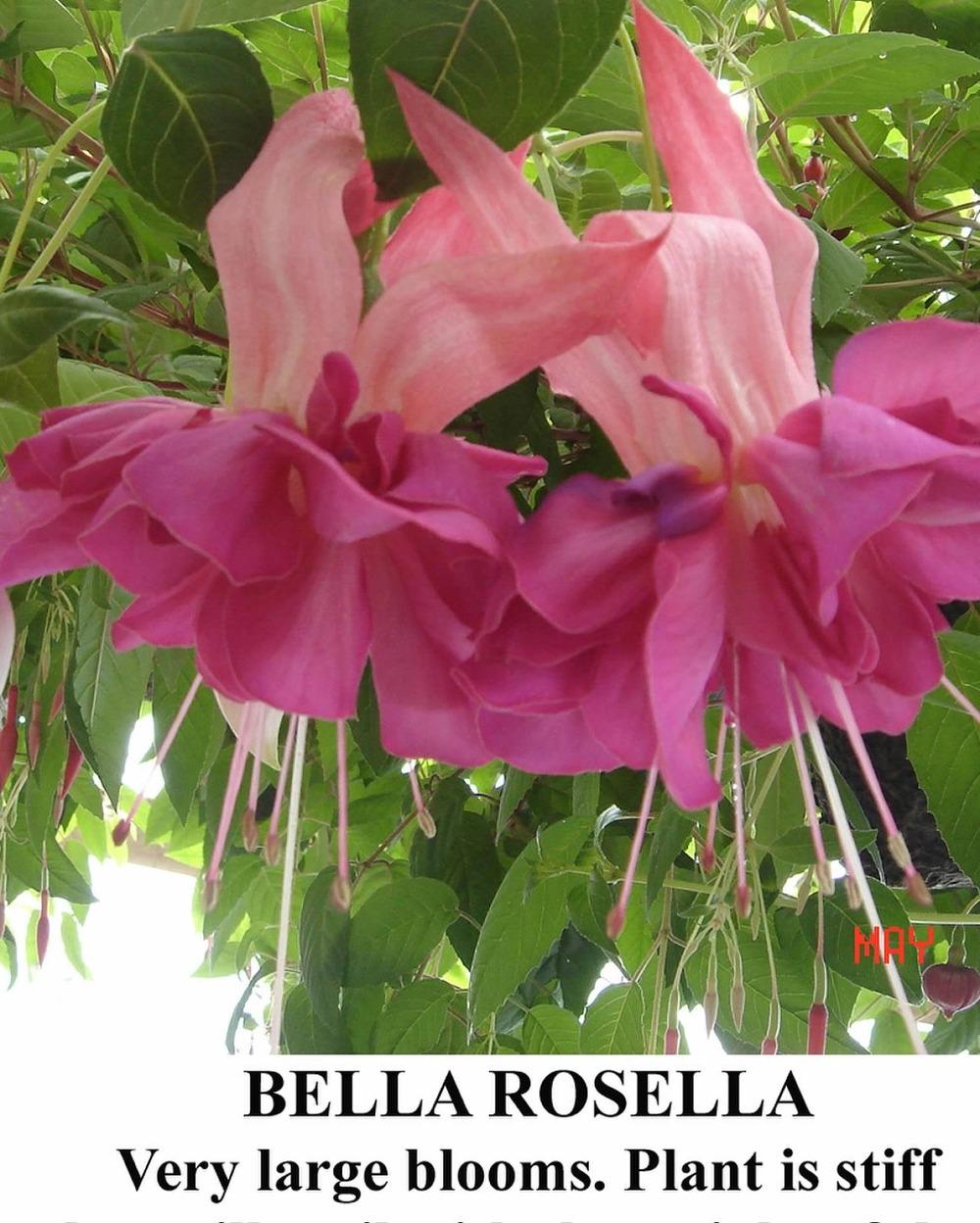 Photo of the bloom of Fuchsia 'Bella Rosella' posted by Calif_Sue ...