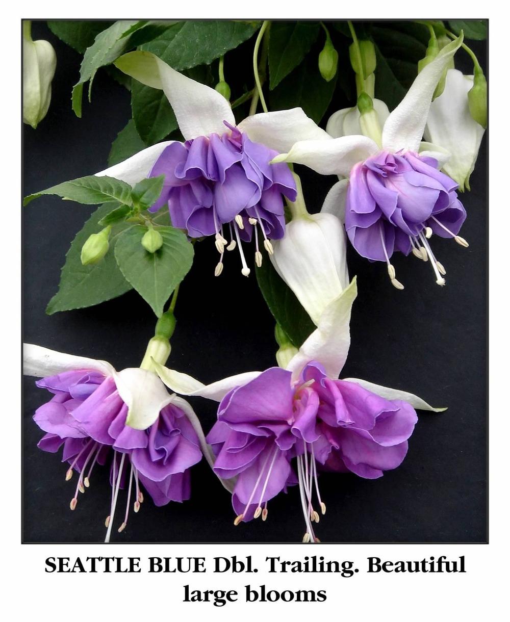 Fuchsia 'Seattle Blue' in the Fuchsias Database - Garden.org