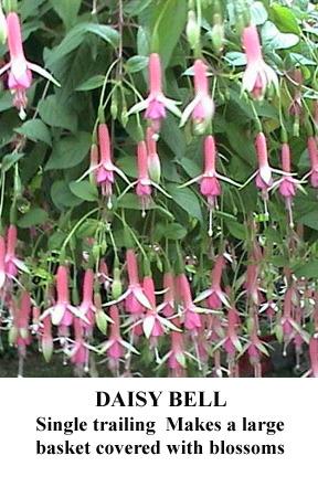 Fuchsia 'Daisy Bell' in the Fuchsias Database - Garden.org