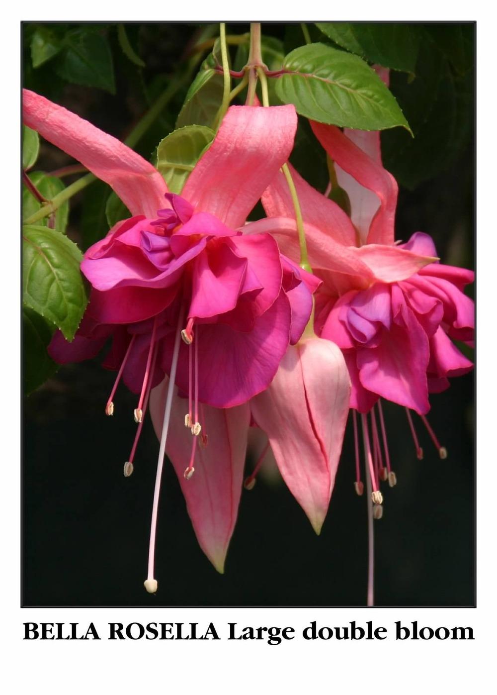 Photo of the bloom of Fuchsia 'Bella Rosella' posted by Calif_Sue ...