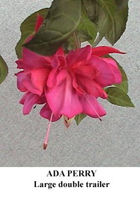 Fuchsia 'Ada Perry' in the Fuchsias Database - Garden.org