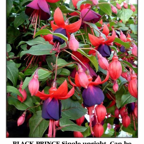 Fuchsia 'Black Prince' in the Fuchsias Database - Garden.org