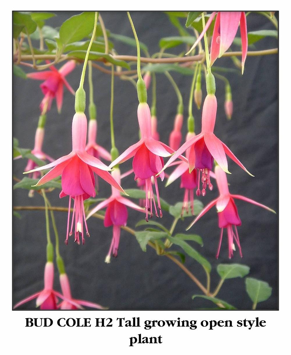 Photo of the bloom of Fuchsia 'Bud Cole' posted by Calif_Sue - Garden.org