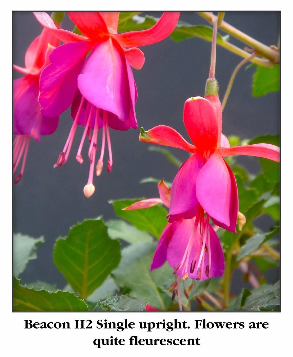 Fuchsia 'Beacon' in the Fuchsias Database - Garden.org