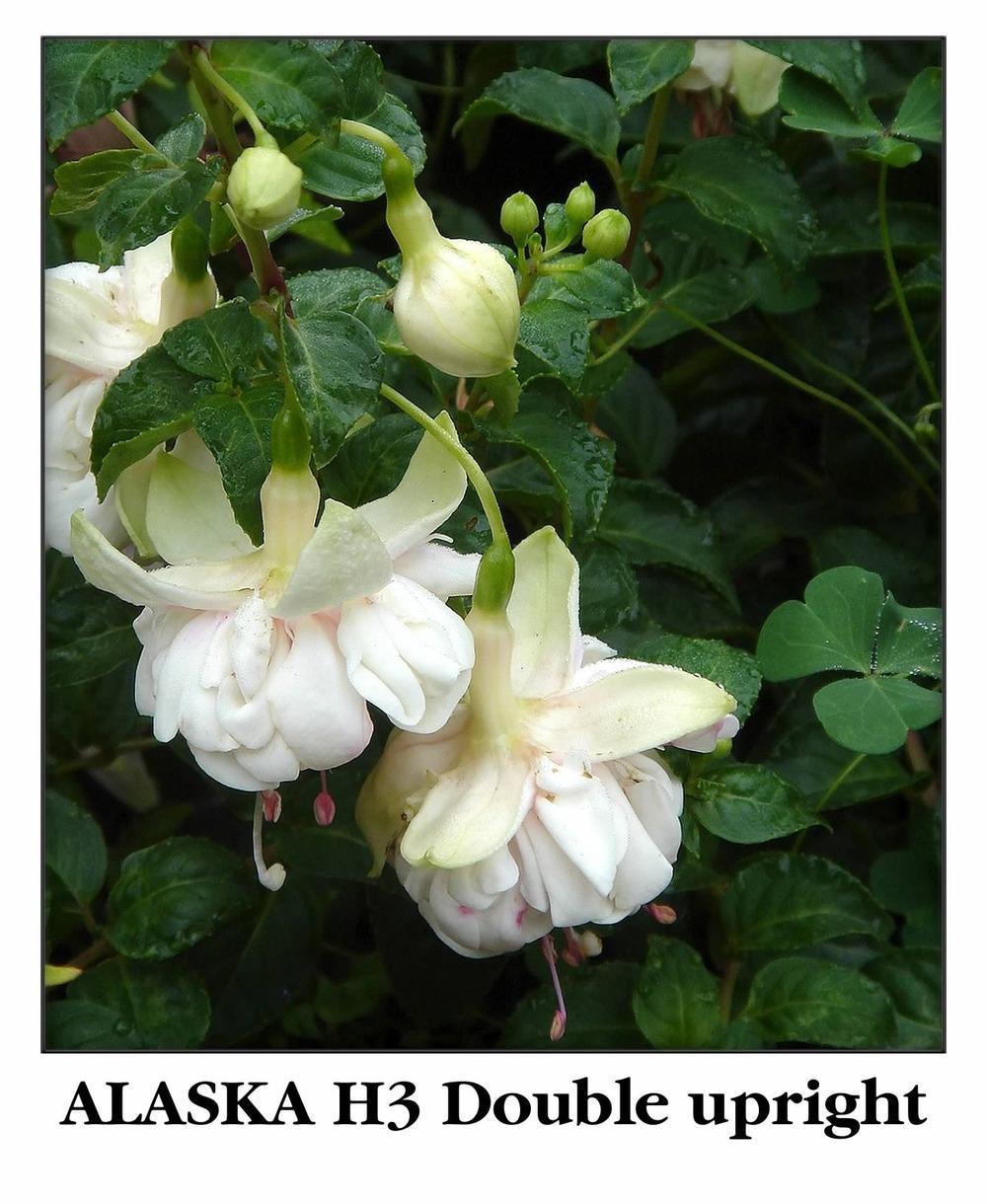 Fuchsia 'Alaska' in the Fuchsias Database - Garden.org