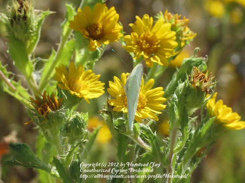 Camphor Daisy in the Wildflowers forum - Garden.org