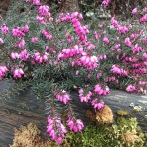 Scotch Heath (Erica carnea 'December Red') - Garden.org