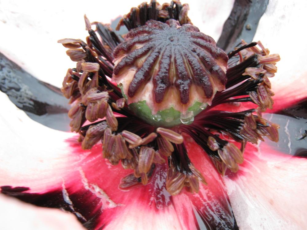 Photo of the seed pods or heads of Oriental Poppy (Papaver orientale ...