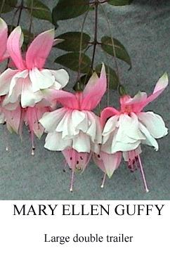 Fuchsia 'Mary Ellen Guffy' in the Fuchsias Database - Garden.org