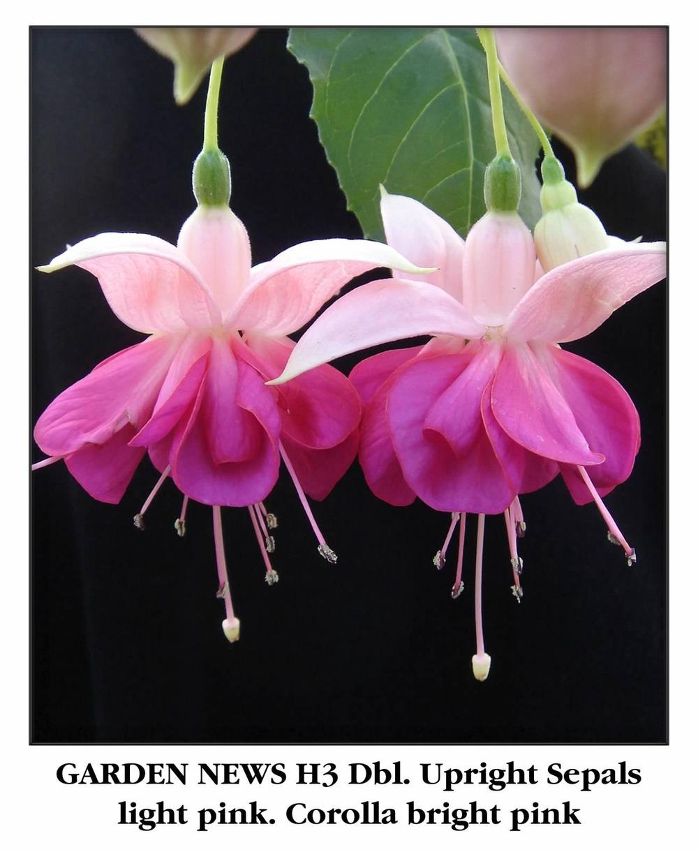 Hardy Fuchsia (Fuchsia 'Garden News') in the Fuchsias Database - Garden.org