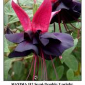Fuchsia 'Maxima' in the Fuchsias Database - Garden.org