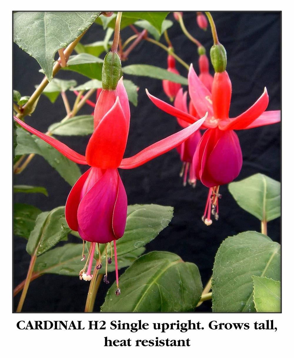 Photo of the bloom of Fuchsia 'Cardinal' posted by Calif_Sue - Garden.org