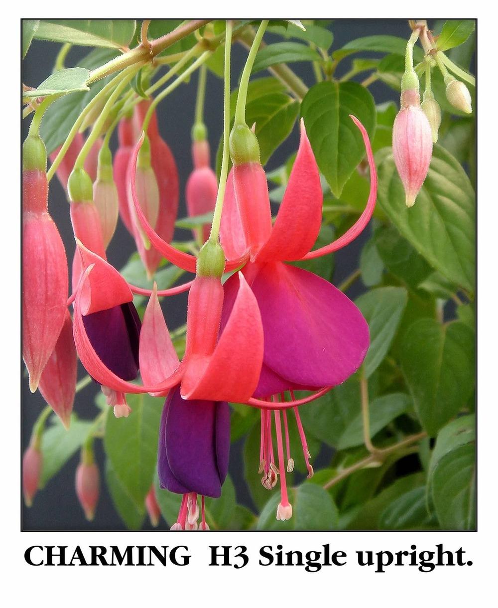 Fuchsia 'Charming' in the Fuchsias Database - Garden.org