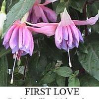 Photo of the bloom of Fuchsia 'First Love' posted by Calif_Sue - Garden.org