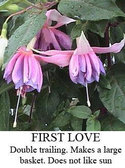 Fuchsia 'First Love' in the Fuchsias Database - Garden.org