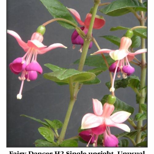 Fuchsia 'Fairy Dancer' in the Fuchsias Database - Garden.org