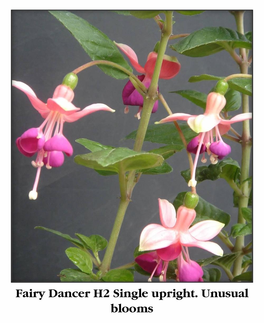 Fuchsia 'Fairy Dancer' in the Fuchsias Database - Garden.org