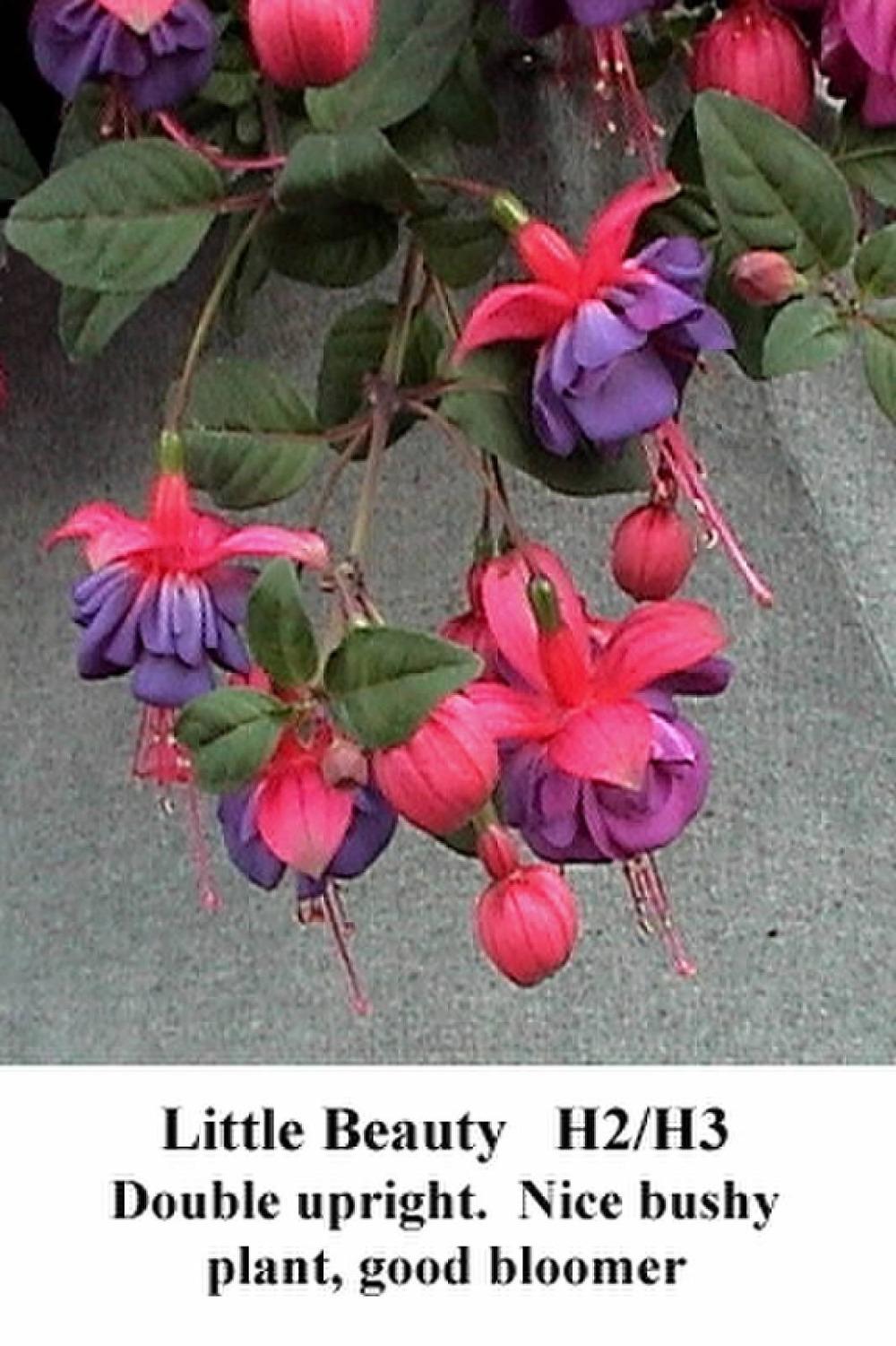 Fuchsia 'Little Beauty' in the Fuchsias Database - Garden.org