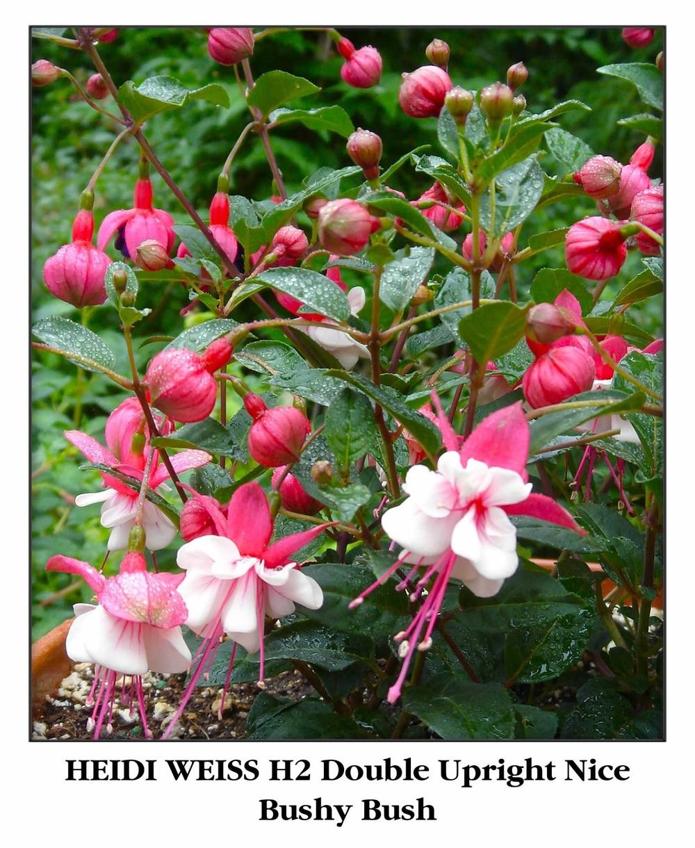 Fuchsia 'Heidi Weiss' in the Fuchsias Database - Garden.org