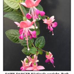 Fuchsia 'Fairy Dancer' in the Fuchsias Database - Garden.org