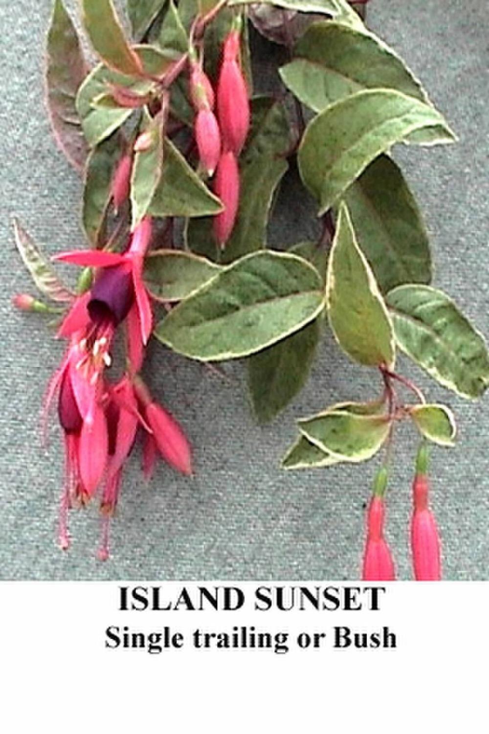 Fuchsia 'Island Sunset' in the Fuchsias Database - Garden.org