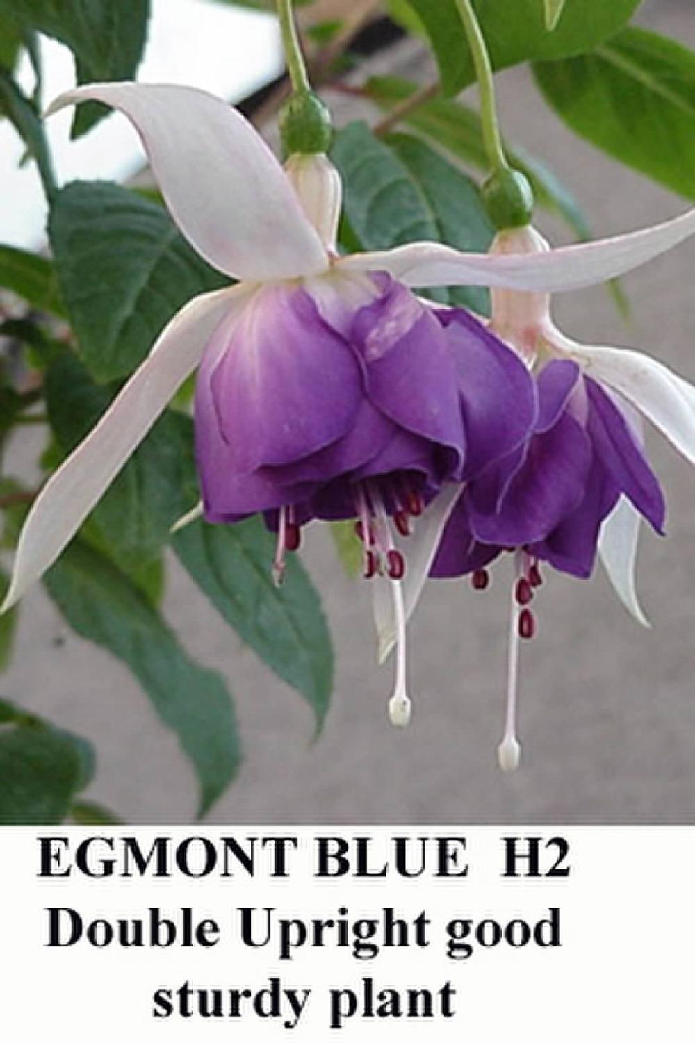 Photo of the bloom of Fuchsia 'Egmont Blue' posted by Calif_Sue ...