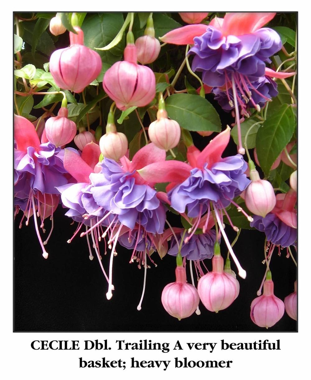 Photo of the bloom of Fuchsia 'Cecile' posted by Calif_Sue - Garden.org