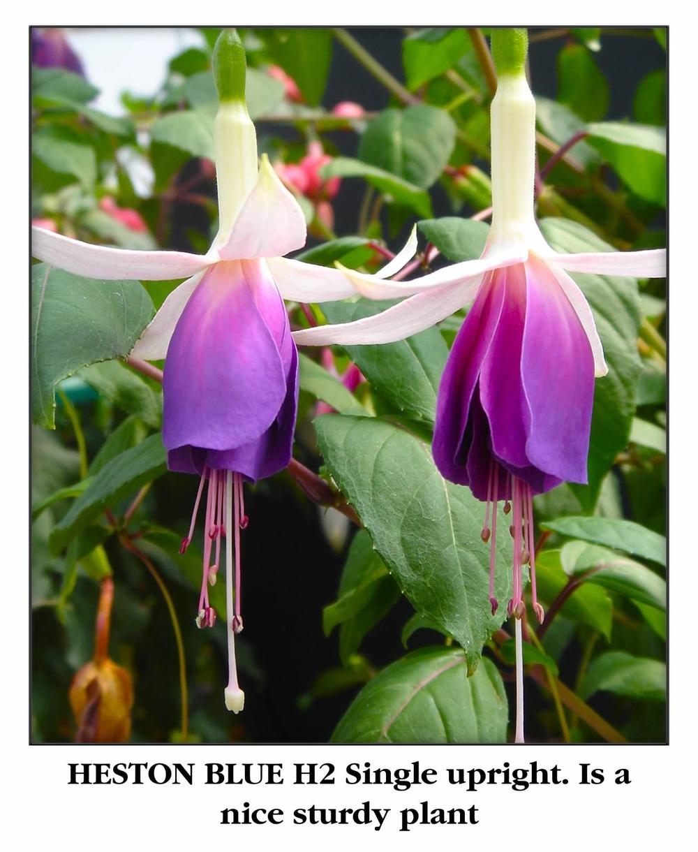 Fuchsia 'Heston Blue' in the Fuchsias Database - Garden.org