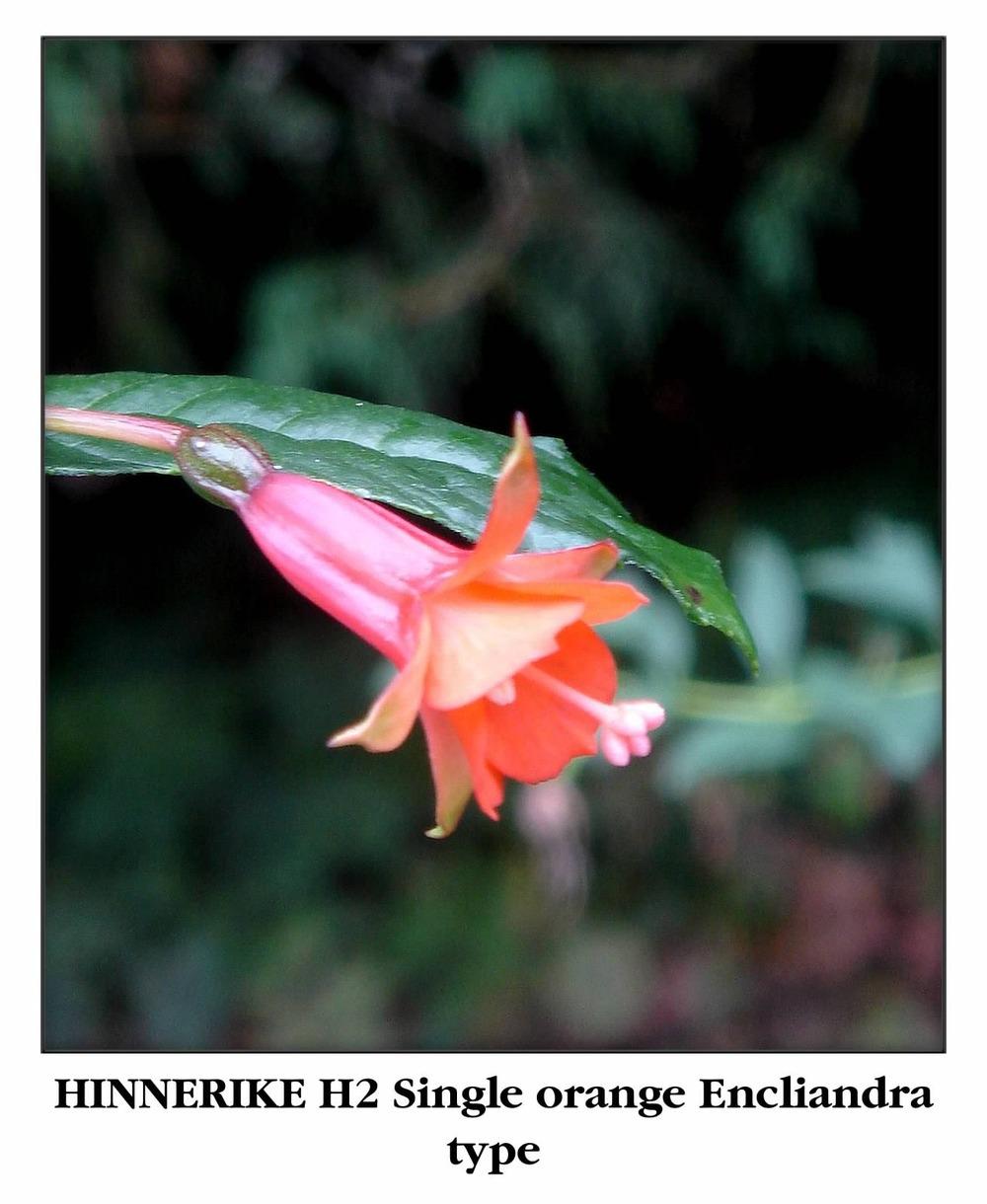 Fuchsia 'Hinnerike' in the Fuchsias Database - Garden.org