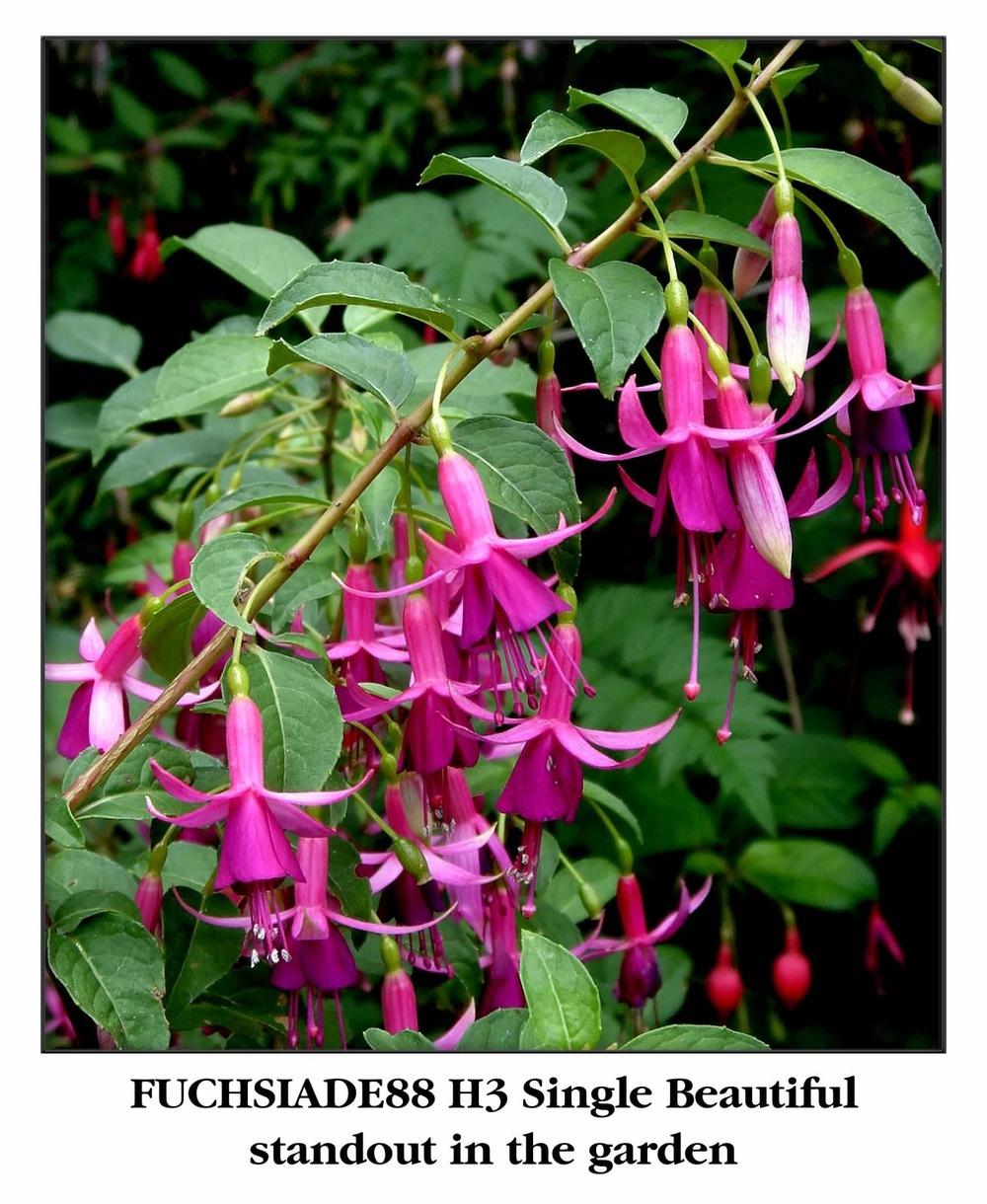 Photo of the bloom of Hardy Fuchsia (Fuchsia 'Fuchsiade '88') posted by ...