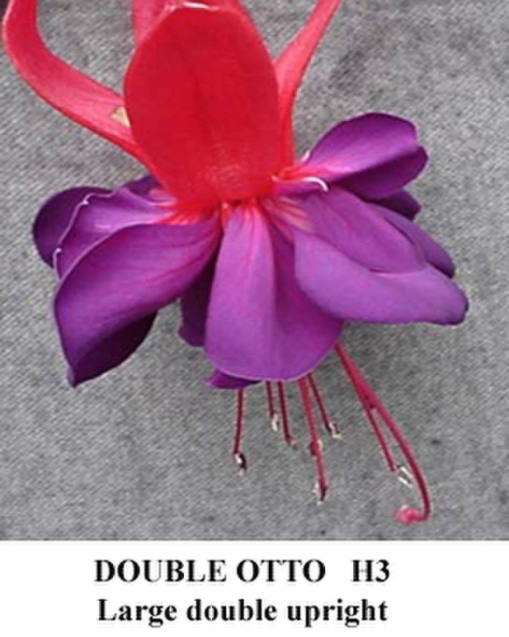 Photo of the bloom of Hardy Fuchsia (Fuchsia 'Double Otto') posted by ...