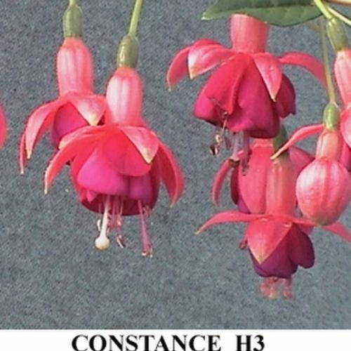 Fuchsia 'Constance' in the Fuchsias Database - Garden.org
