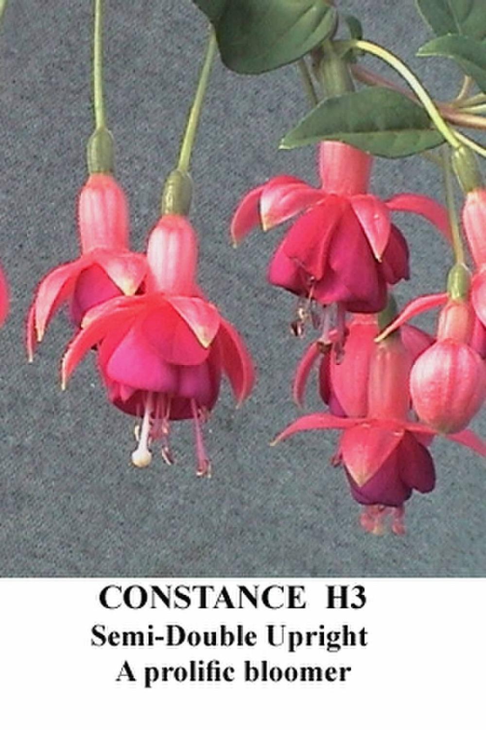 Fuchsia 'Constance' in the Fuchsias Database - Garden.org