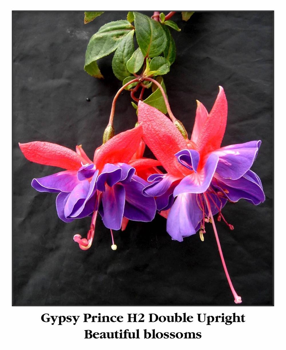 Fuchsia 'Gypsy Prince' in the Fuchsias Database - Garden.org
