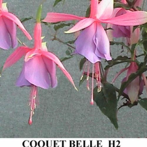 Fuchsia 'Coquet Bell' in the Fuchsias Database - Garden.org