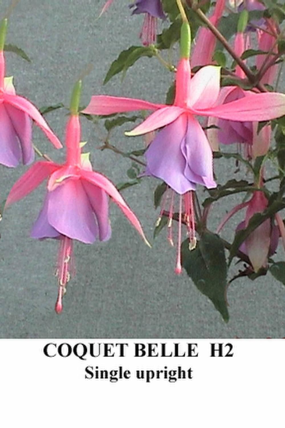 Fuchsia 'Coquet Bell' in the Fuchsias Database - Garden.org